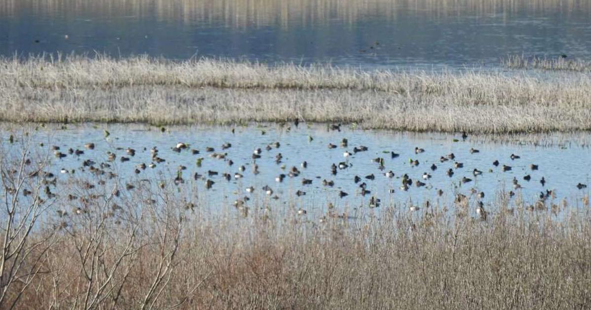 Svjetski je dan ptica selica - izvrsnih letača koje pređu tisuće ...
