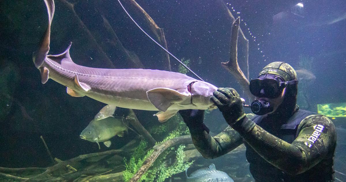 Marin je 'šaptač ribama', dok čisti veliki akvarij u Karlovcu jesetra ...