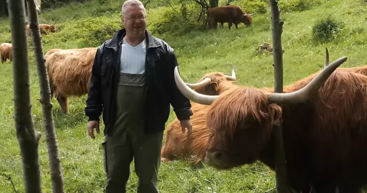 Jedina farma ove vrste u BiH: Daju vrhunsko meso, a jedu samo travu i ...