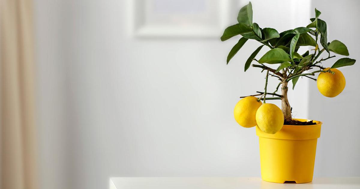 Kako uzgojiti stablo limuna iz sjemena - čak i u stanu? - www.vecernji.ba