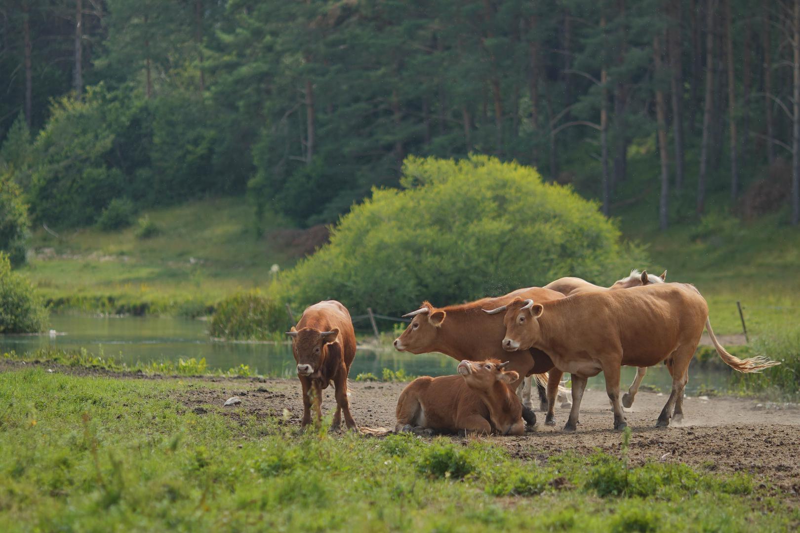 Čarobni svijet rijeke Sturbe u livanjskom kraju u kojemu, uz bogat ...