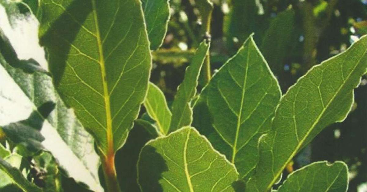 Knjiga pjesama Pere Pavlovića 'Lovor i vrijes' objavljena u Rumunjskoj ...