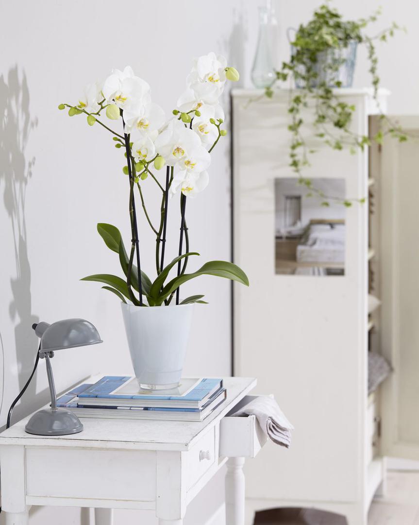 Kako potaknuti cvjetanje orhideje nakon faze mirovanja? - www.vecernji.ba