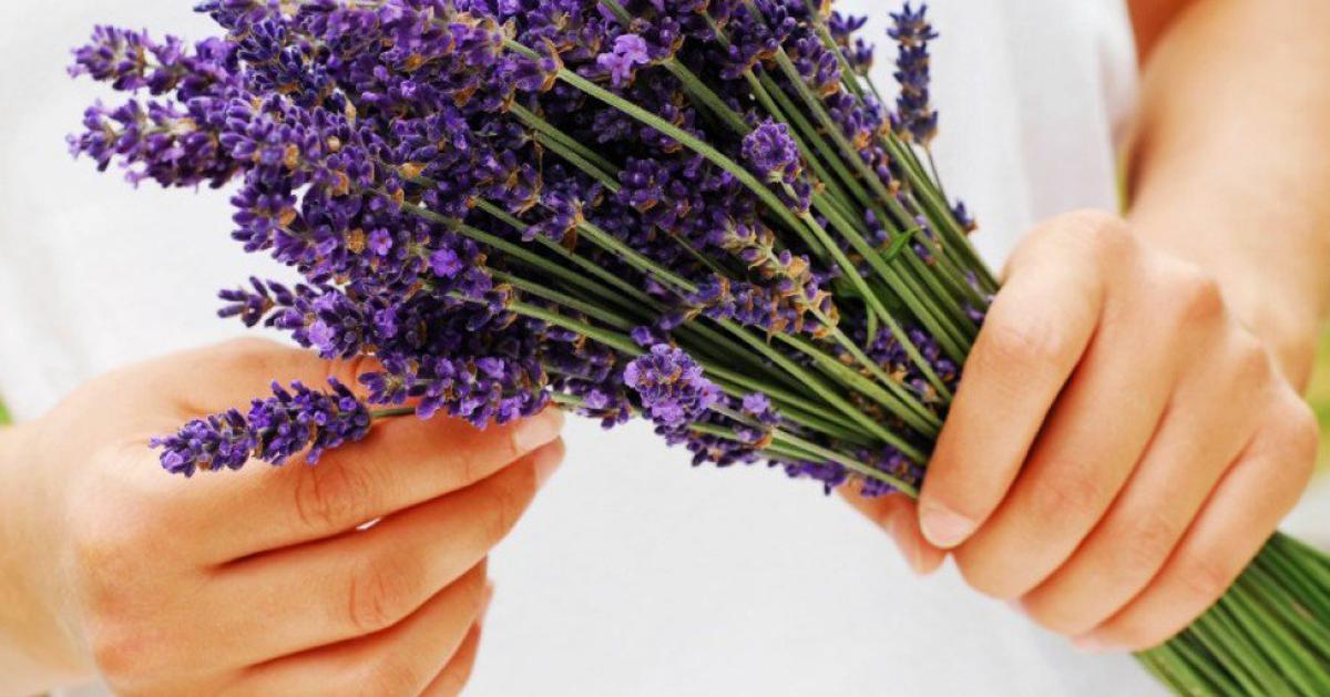 Lavanda: Biljka koja voli sunce, pčele i bumbare, a tjera mrave - www ...