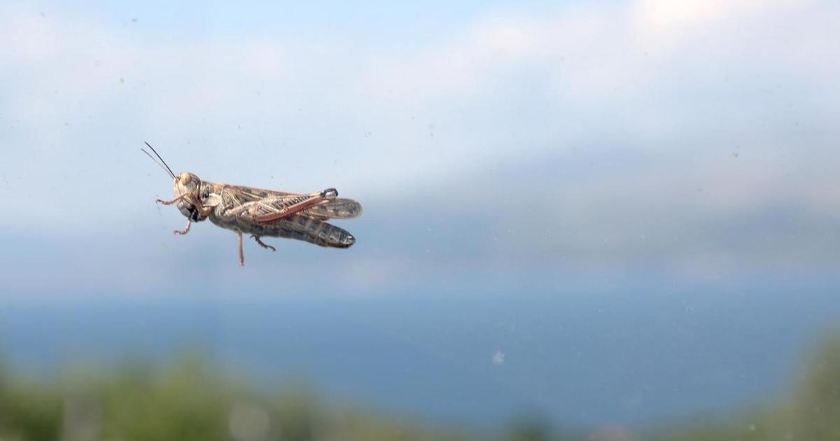 Dio Dalmacije, ali i Hercegovine pod najezdom skakavaca: 'Ogromni su ...