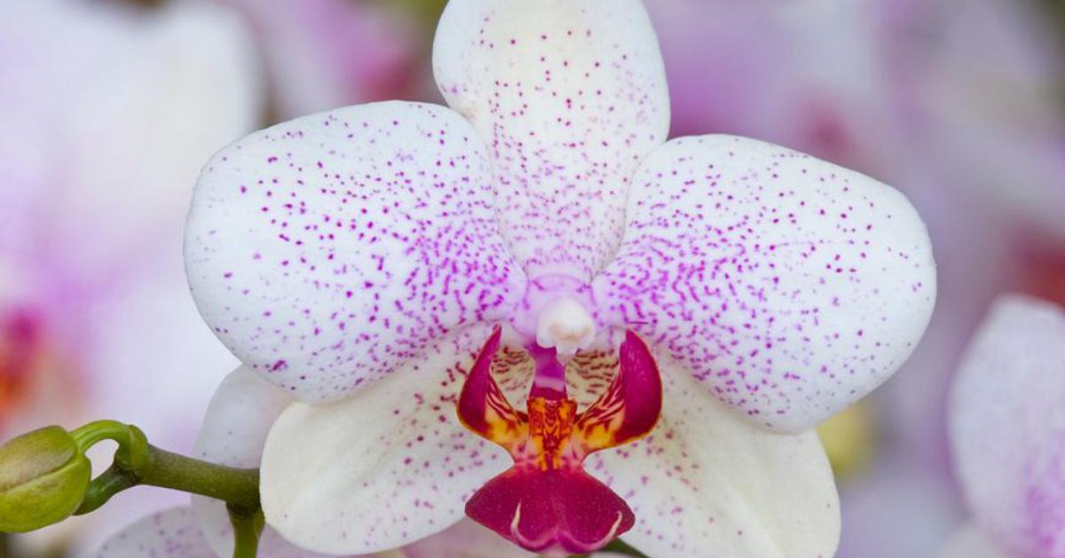 Kako potaknuti cvjetanje orhideje nakon faze mirovanja? - www.vecernji.ba