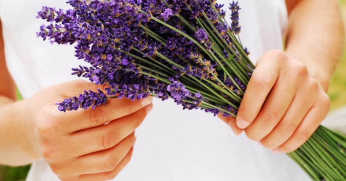 Lavanda: Popularna biljka koja pomaže u pročišćavanju tijela i uma ...