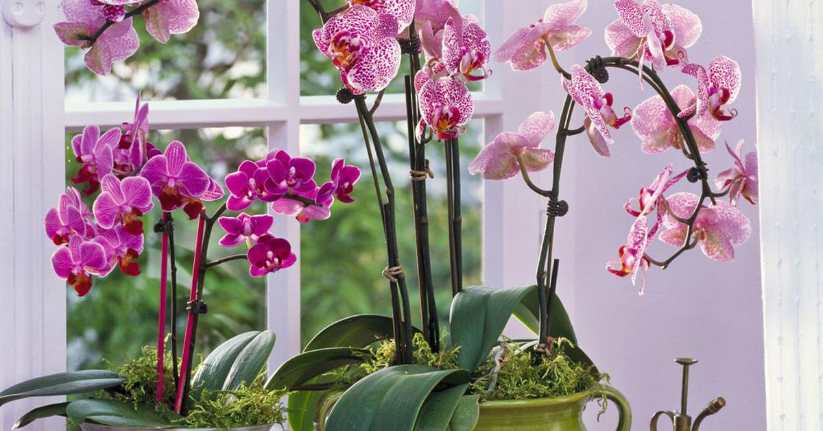 Galerija: Kako potaknuti cvjetanje orhideje nakon faze mirovanja? str. 1 | www.vecernji.ba