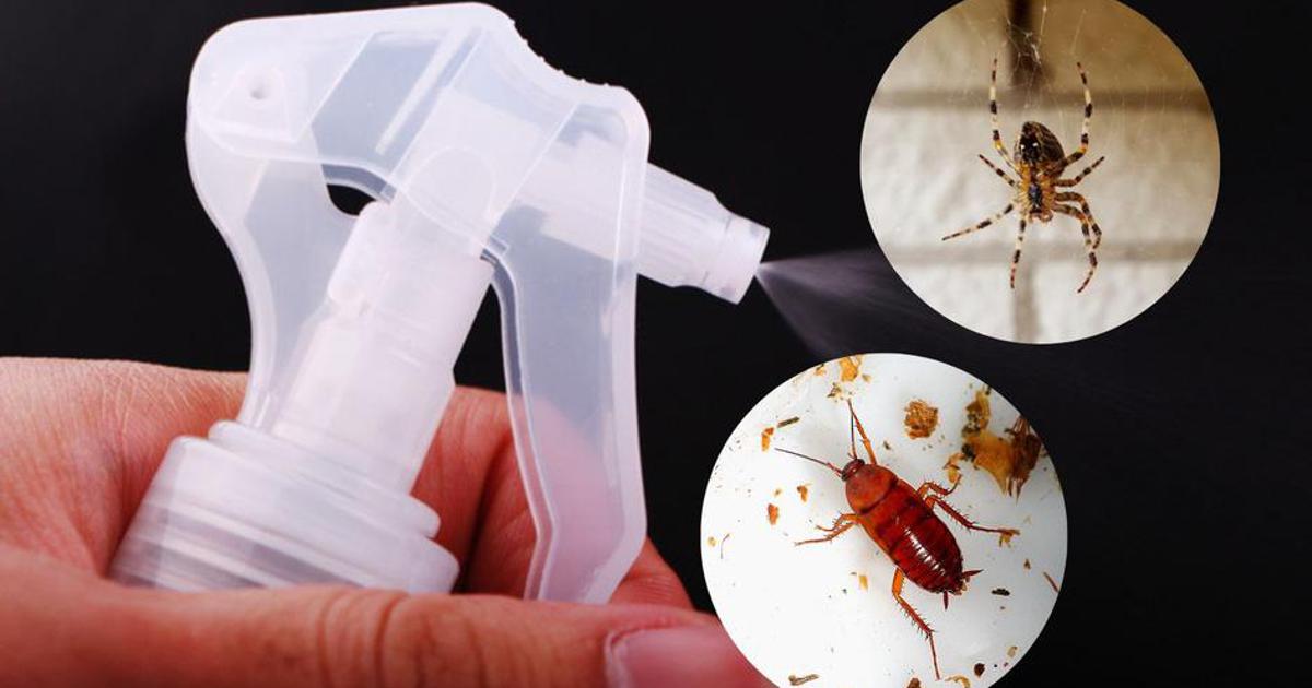 Prirodan sprej protiv žohara i pauka: Više neće ulaziti u kuću - www ...