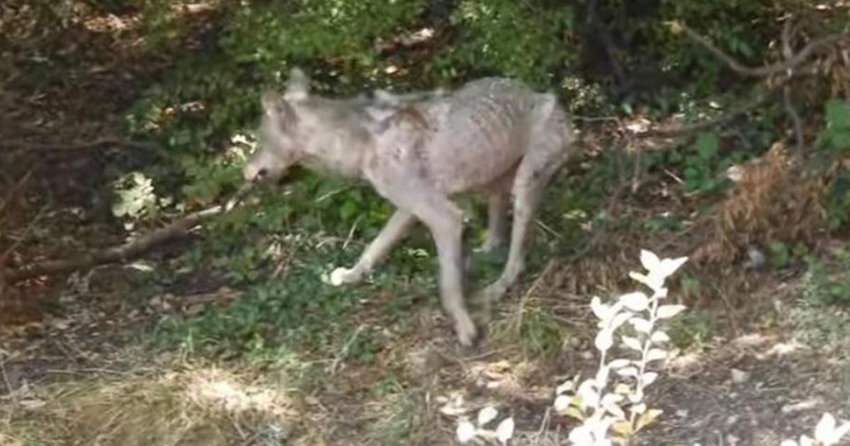 Kod Sinja snimljen vuk: Tužno ga je vidjeti, jedva hoda, izgladnio ...