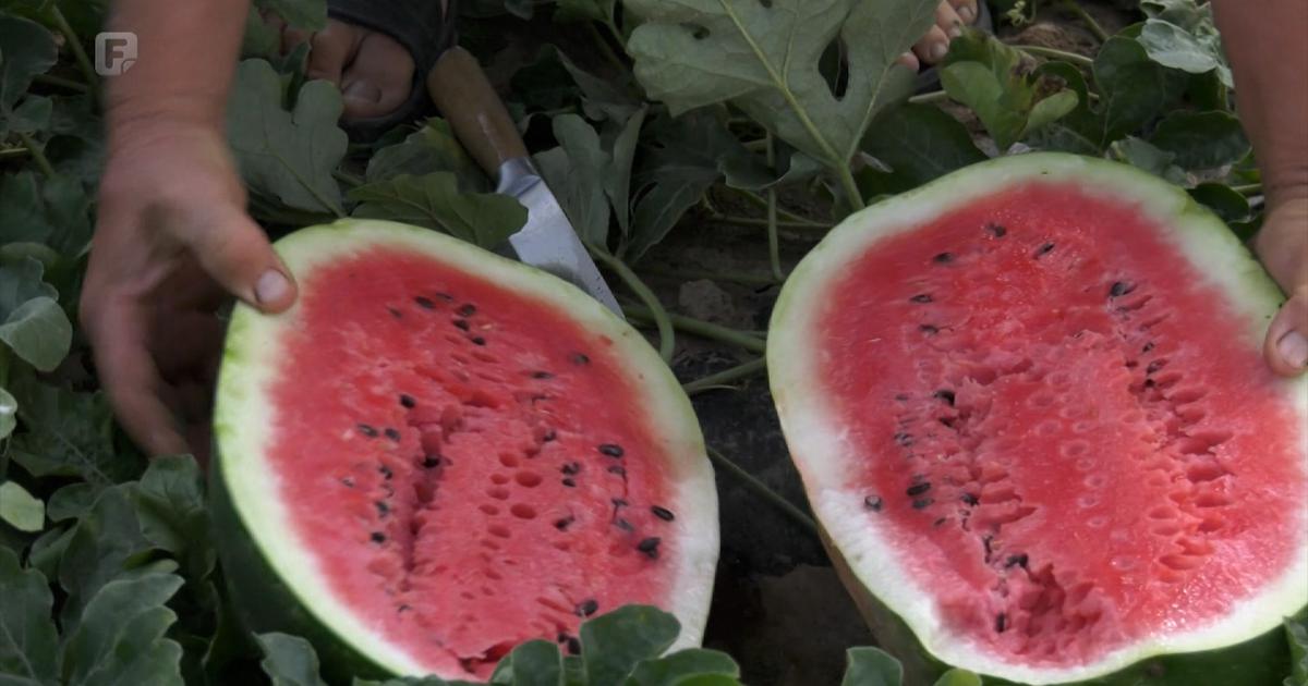 Plodna Posavina: Najveća ubrana lubenica kod Krištića imala 20 ...
