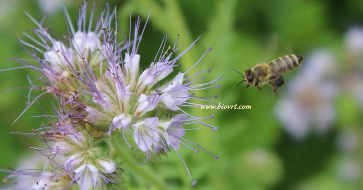 Ubodi ose i pčele tretiraju se slično: Evo što je najbolje odmah ...