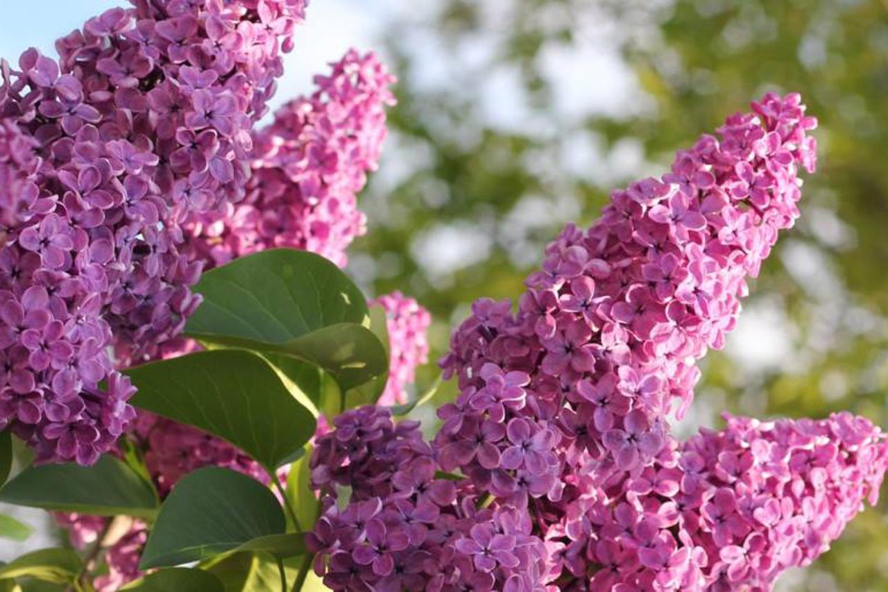 Jorgovan: biljka koja liječi krv, jetra, probavu, ali i psihičke tegobe ...