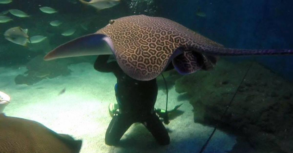 U Neumu žive raže koje mogu producirati struju do čak 200 volti, ali su ...