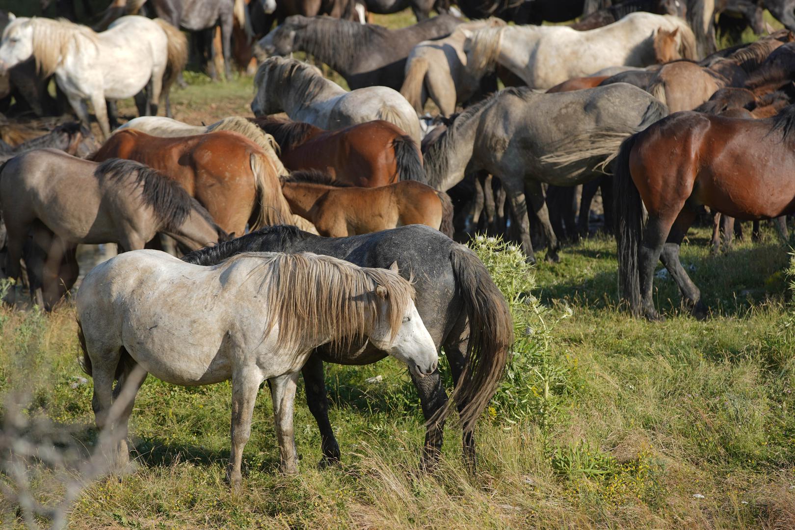 Galerija: Čarobni svijet rijeke Sturbe u livanjskom kraju u kojemu, uz ...