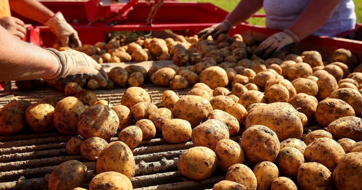Krumpir dobro rodio, ali nema ga tko vaditi ni za dnevnicu od 70 maraka ...